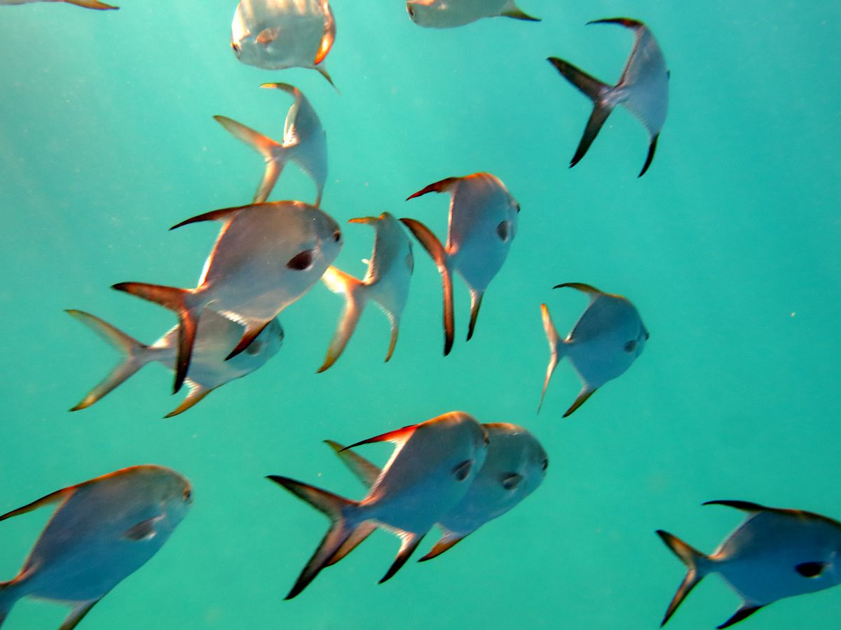 Sights and Sounds Gallery - Naitauba Island Reef