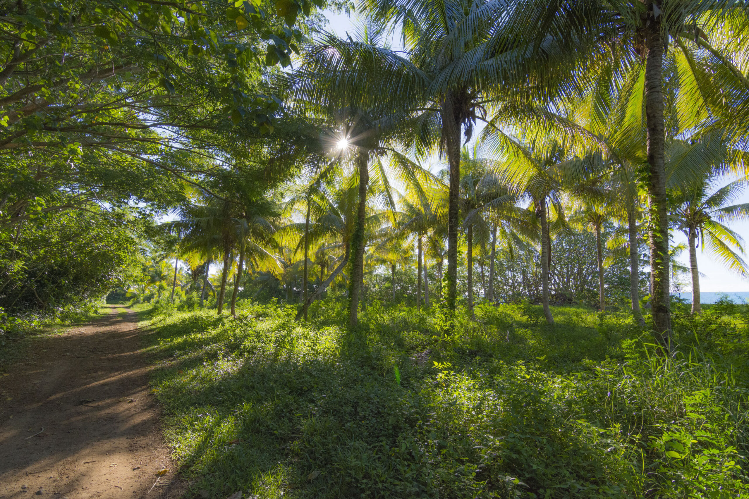 Sights and Sounds Gallery - Naitauba Island Farm
